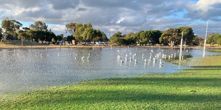 Grinter Reserve turns into a swimming pool - K ROCK 95.5