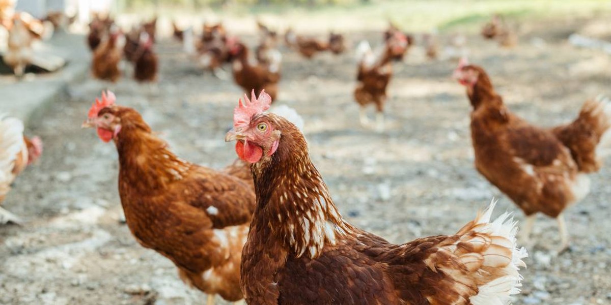 Bird flu eradicated from Victoria - K ROCK 95.5