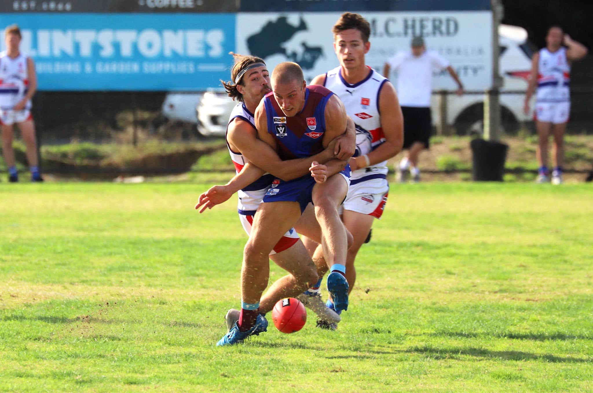 Former Dog’s appearance likely a once off - K ROCK 95.5