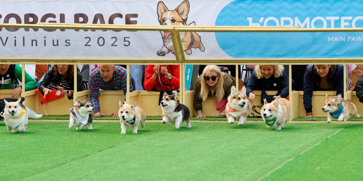 Watch Hundreds of Corgis Run In International Race - K ROCK 95.5