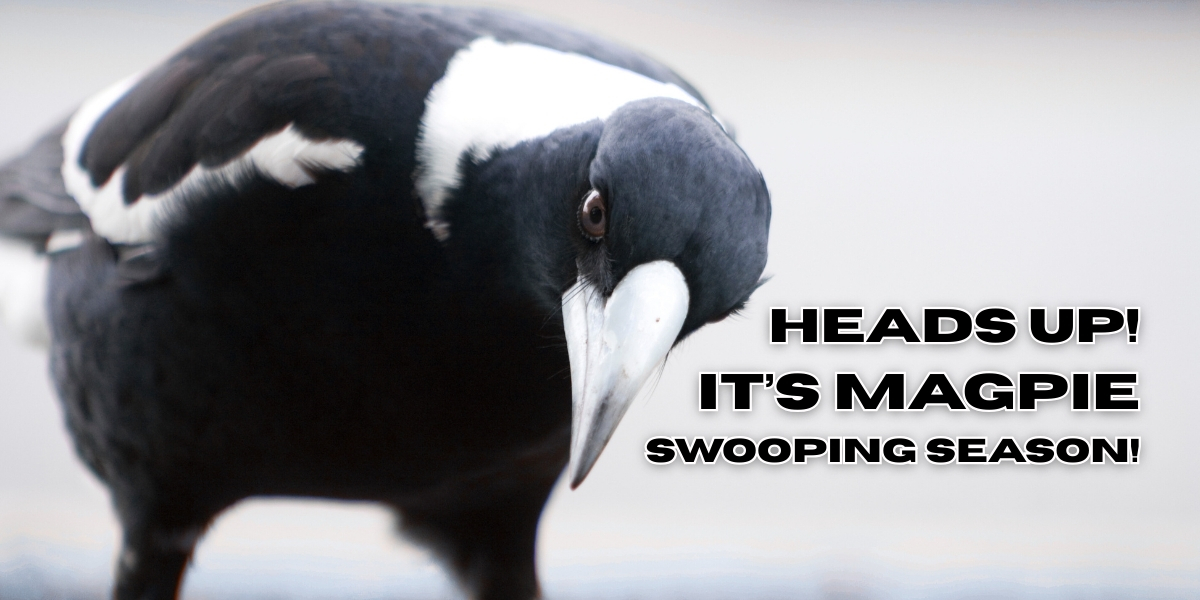 Heads Up! It’s Magpie Swooping Season! - K ROCK 95.5